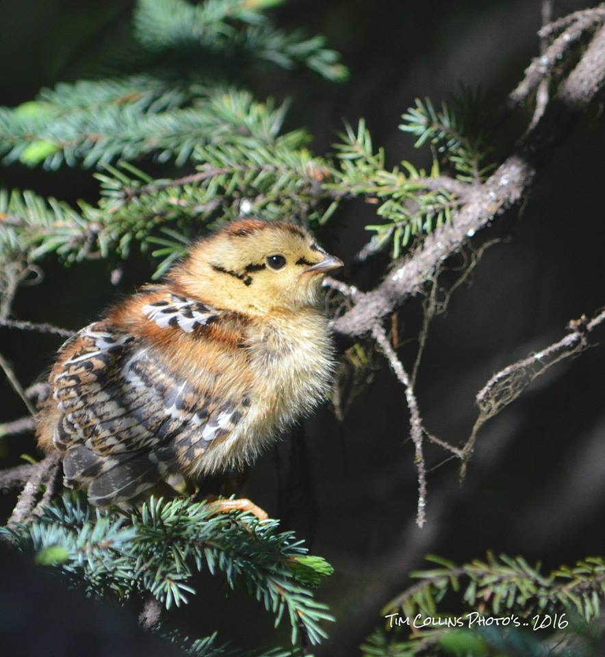 Birdwatching | Labrador West | Labrador City | Wabush